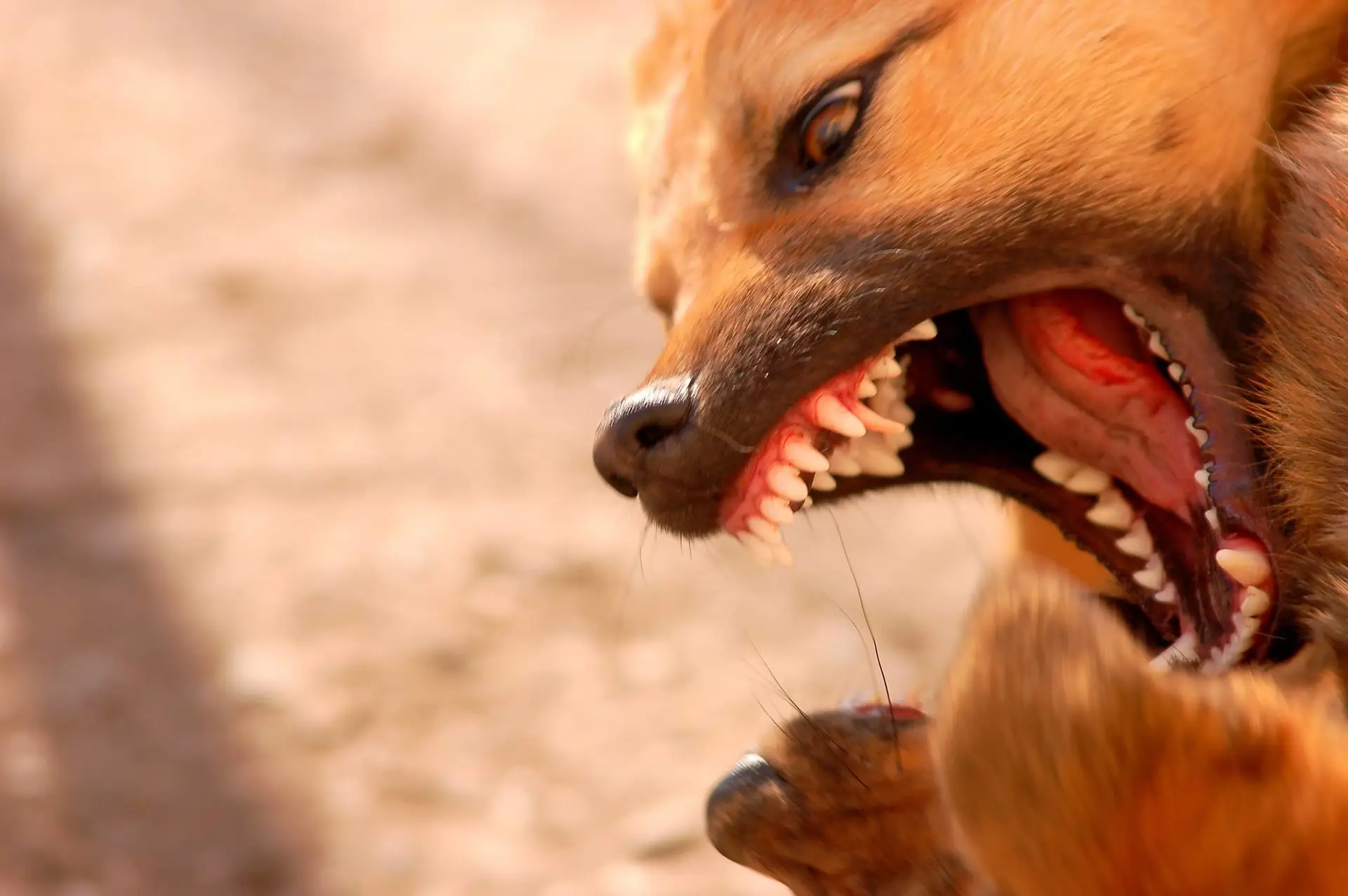 Toddler Suffers Serious Facial Injuries in Riverside Dog Attack ...