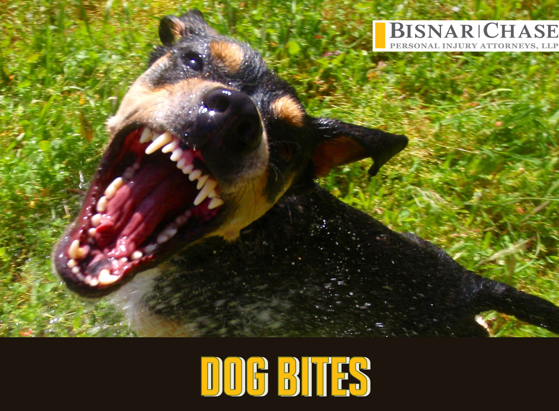 Does The Hospital Have To Report A Dog Bite