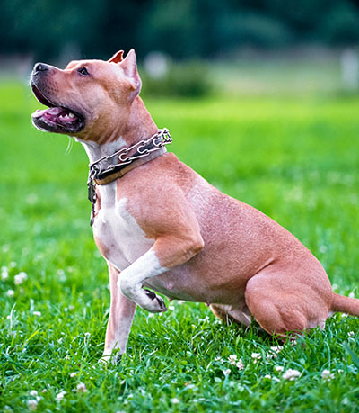 American Staffordshire Terrier | Dangerous Dog Breeds | Bisnar Chase