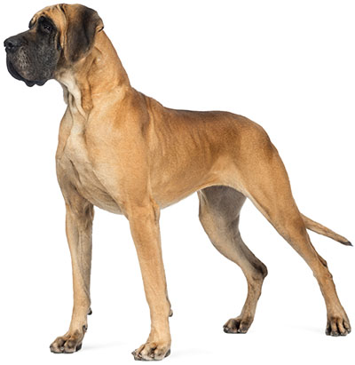 Great Danes | Dangerous Dog Breeds & Dog Attacks | Bisnar Chase