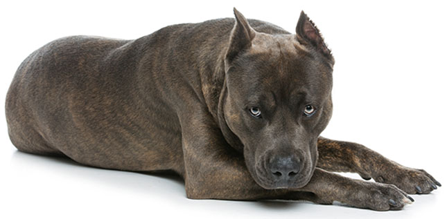 American Staffordshire Terrier | Dangerous Dog Breeds | Bisnar Chase