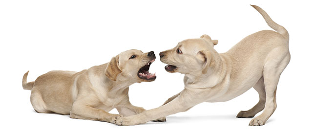 Are Labradors The Most Dangerous Dog In The Uk